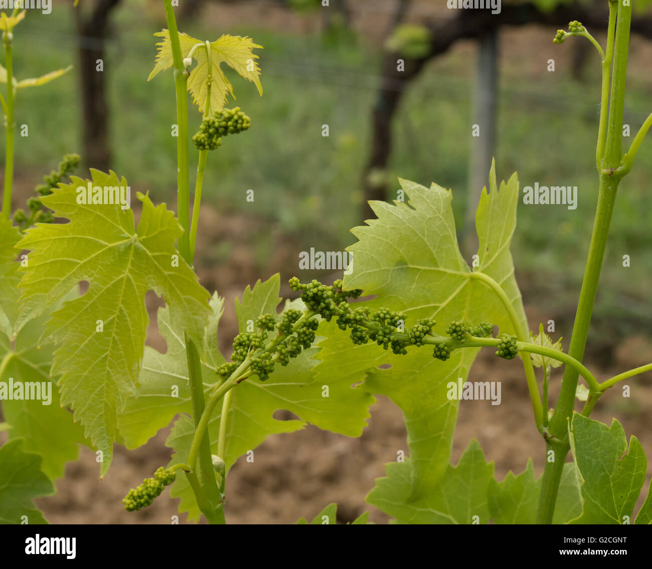 Bunch of tiny grapes Stock Photo - Alamy