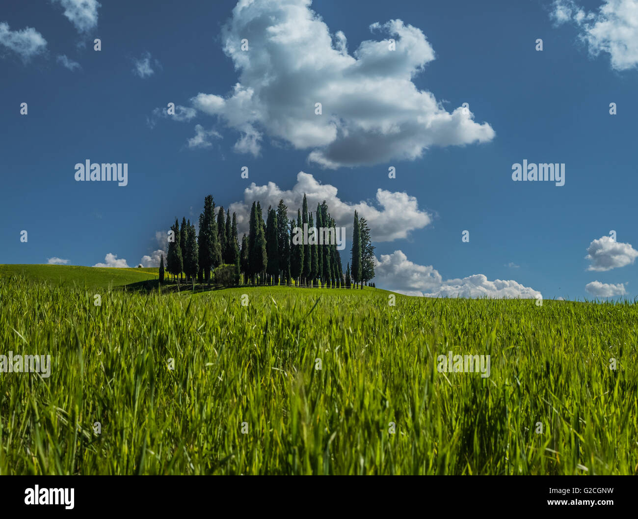 Group of cypress trees in Tuscan landscape in spring Stock Photo - Alamy
