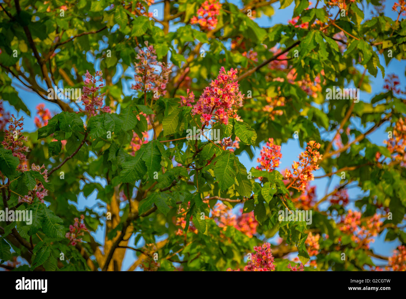 Fruit tree blossoms. Spring beginning background Stock Photo - Alamy