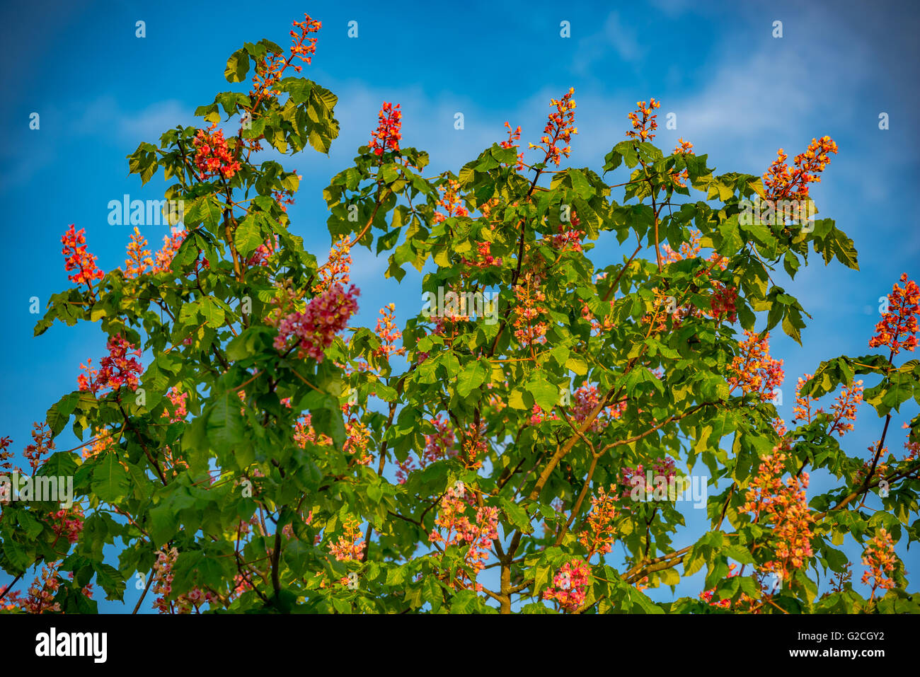 Fruit tree blossoms. Spring beginning background Stock Photo - Alamy