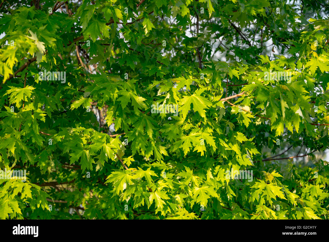 green forest trees backgrounds Stock Photo - Alamy