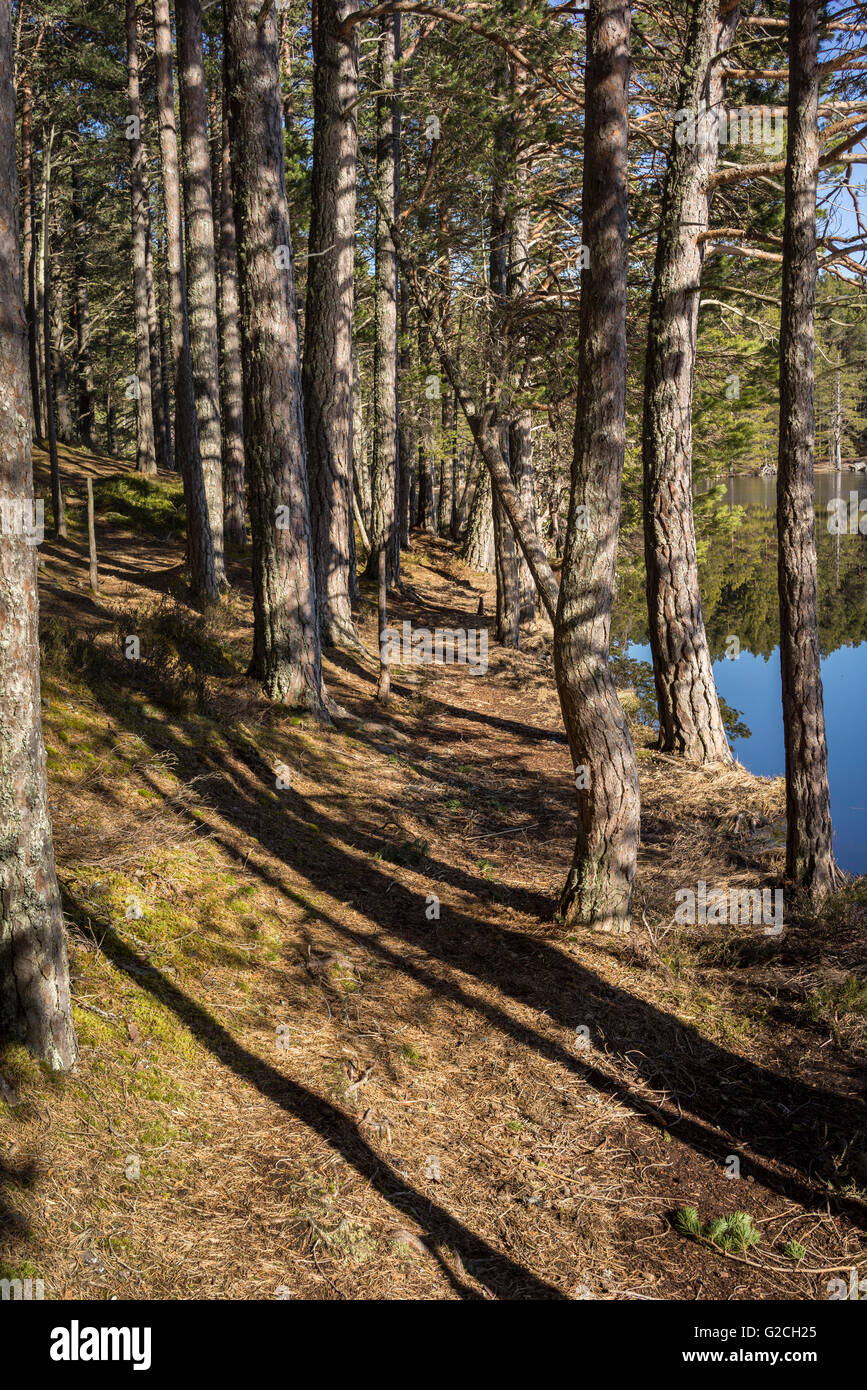 Abernethy Forest path in Scotland Stock Photo - Alamy