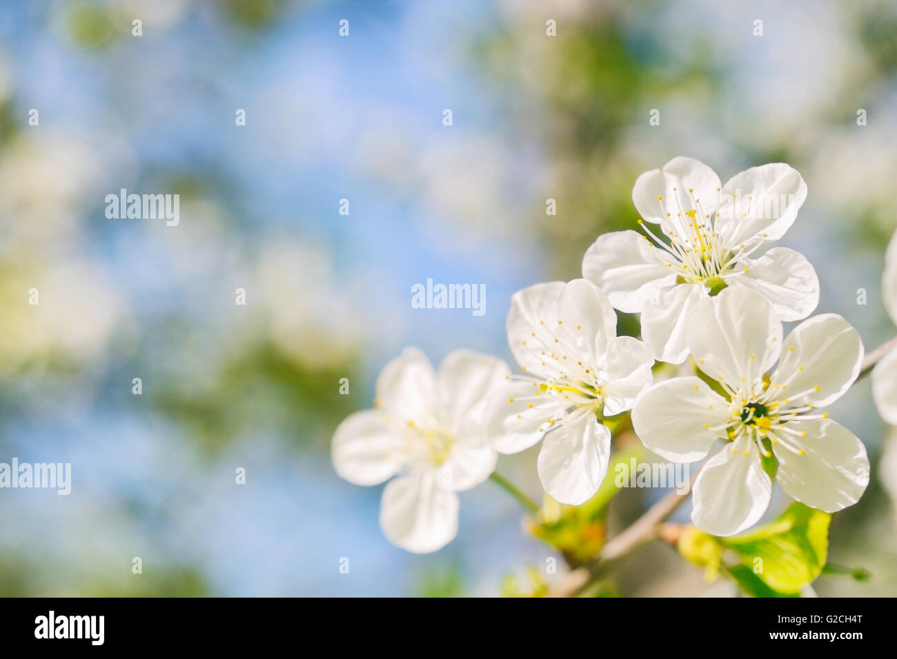 Warm spring colors hi-res stock photography and images - Alamy