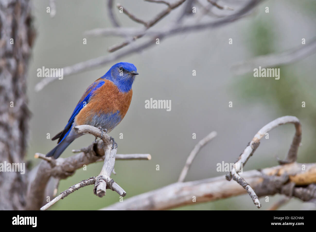 Western Bluebird Sialia Mexicana Bird High Resolution Stock Photography ...
