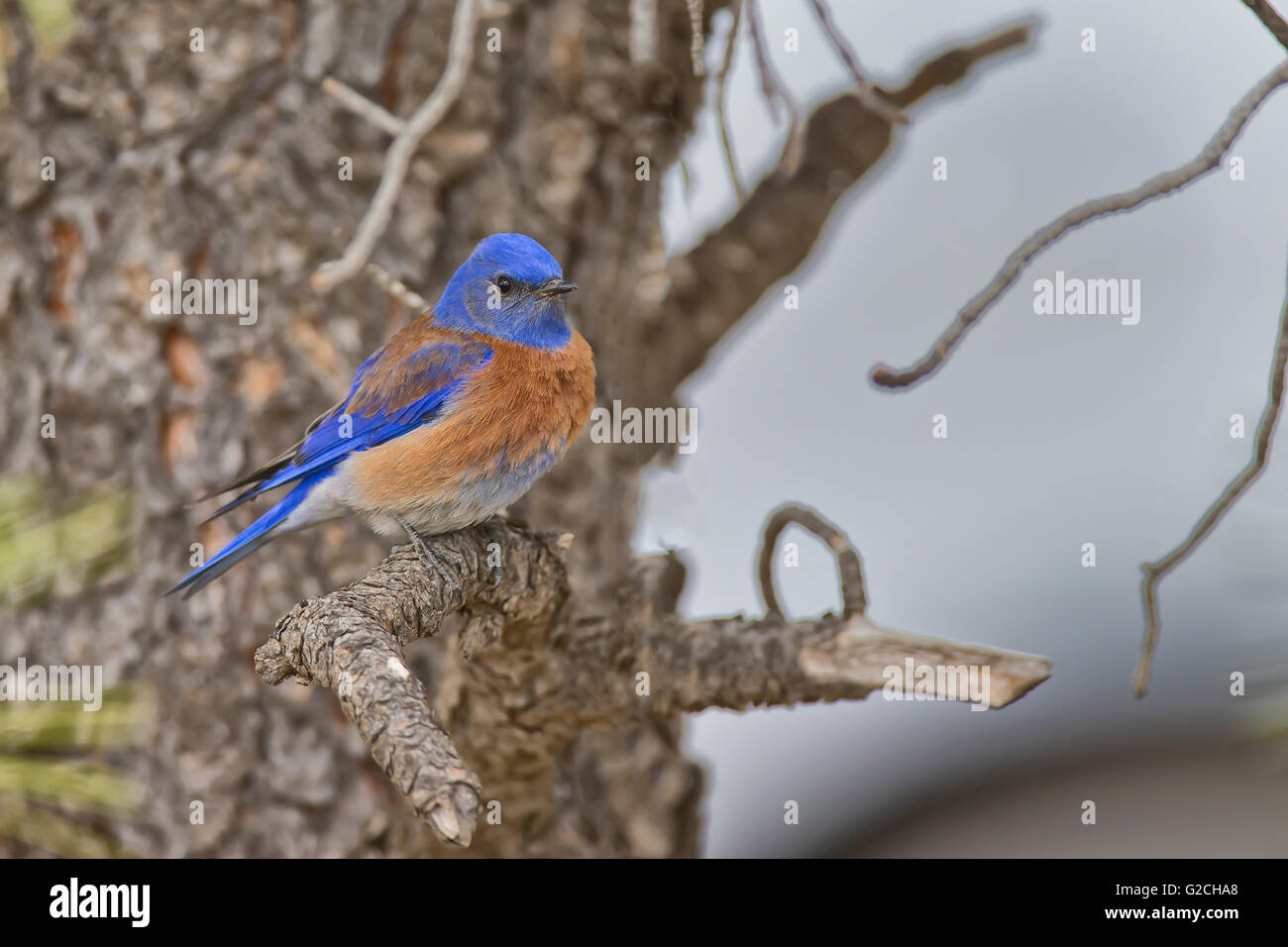 Western Bluebird Sialia Mexicana Bird High Resolution Stock Photography and Images - Alamy
