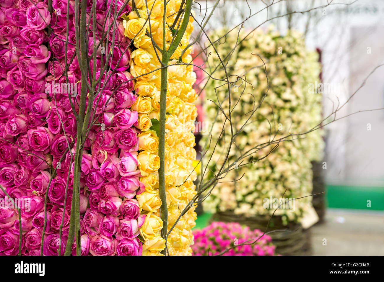 Heap fresh pink roses hi-res stock photography and images - Alamy