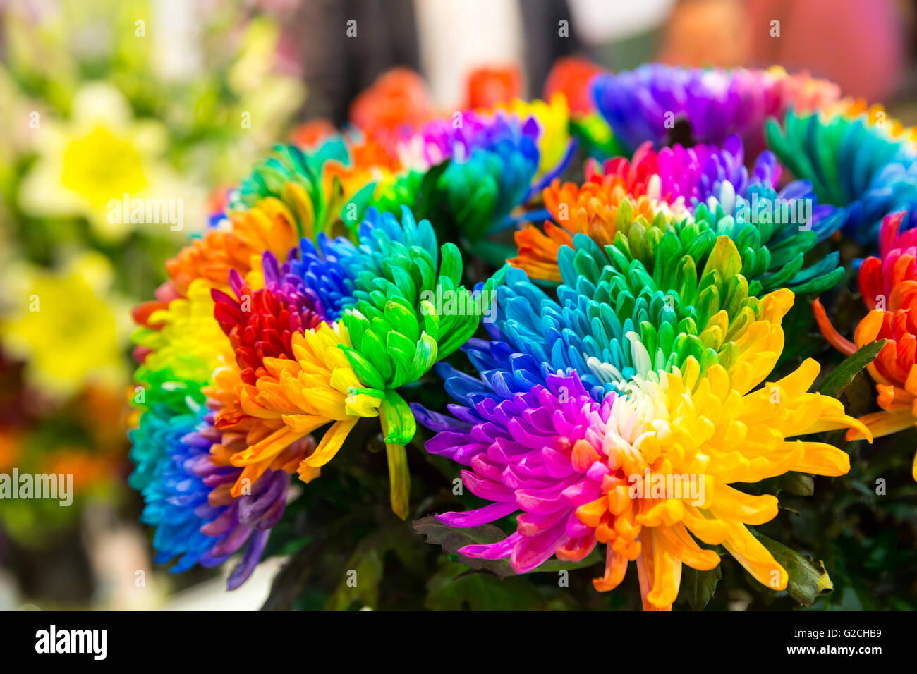 Marguerites for background hi-res stock photography and images - Alamy