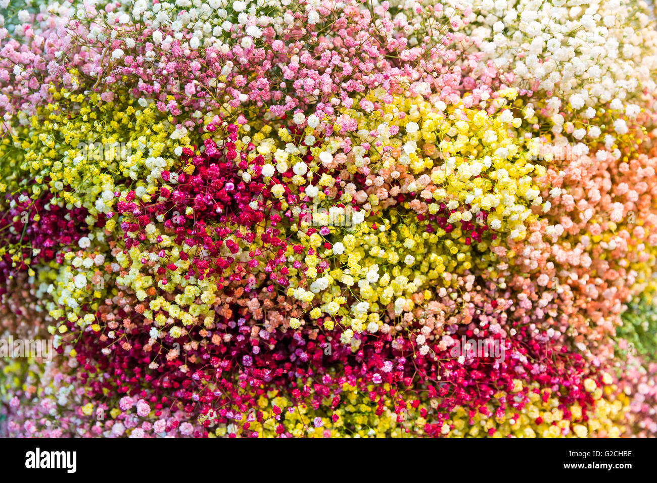 Little flowers background Stock Photo - Alamy