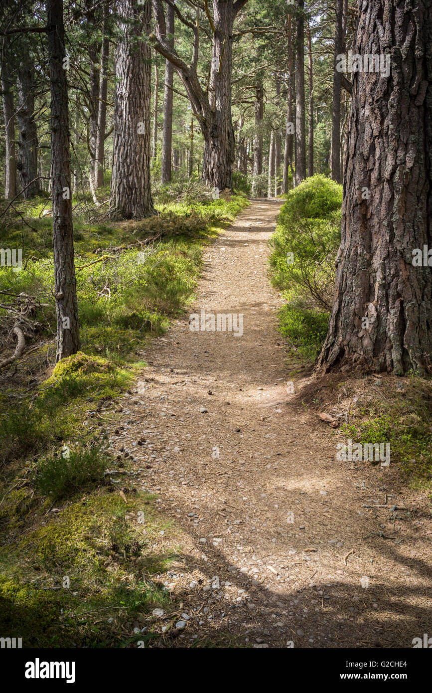 Aviemore forest hi-res stock photography and images - Alamy