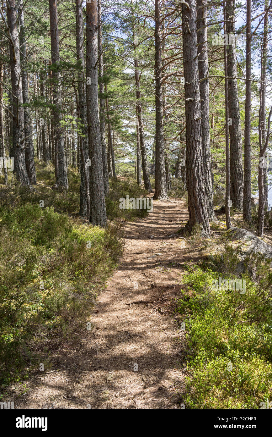 Abernethy Forest path in Scotland Stock Photo - Alamy
