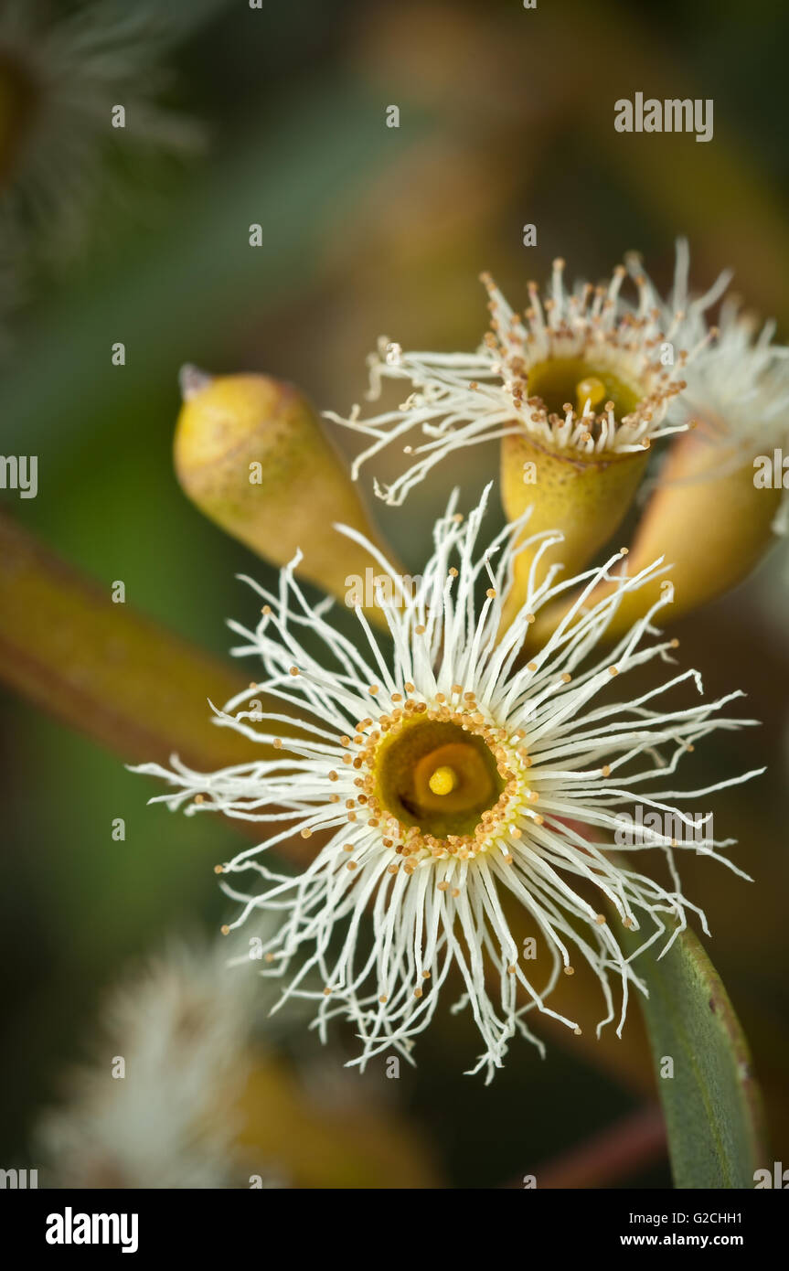 Flowering mallee tree hi-res stock photography and images - Alamy
