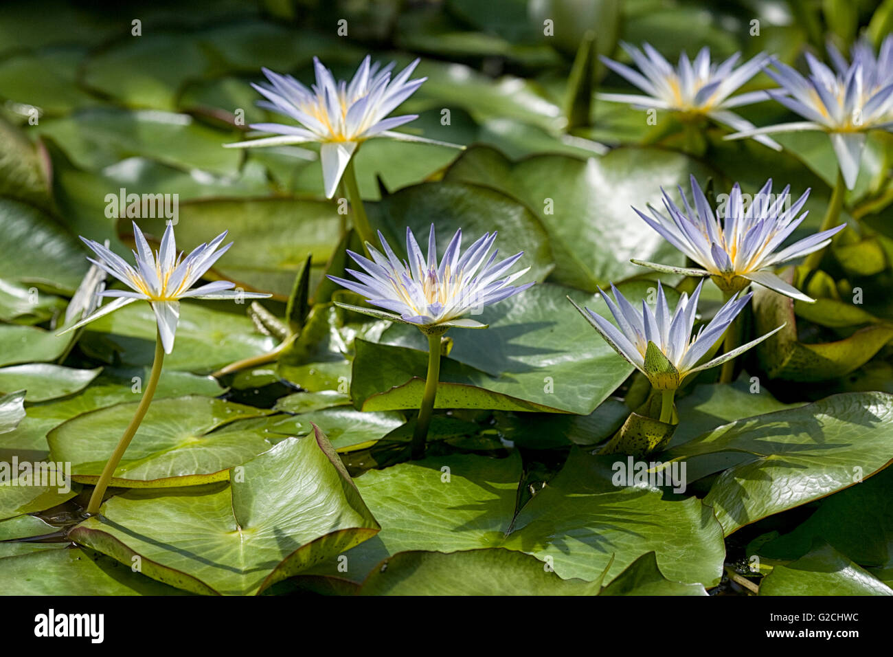 Water Lilies, Nymphaea in garden pond Stock Photo - Alamy