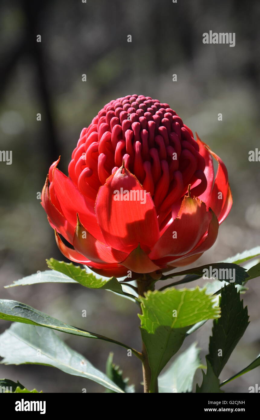Waratah flower hi-res stock photography and images - Alamy