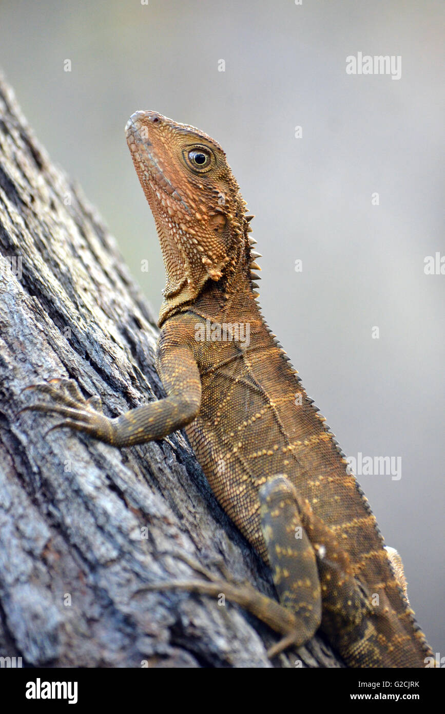 Australian eastern water dragon lizard hi-res stock photography and ...