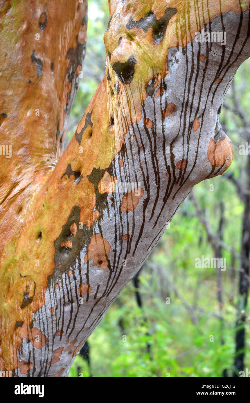 Stripes of rainwater running down the trunk of an Australian smooth ...