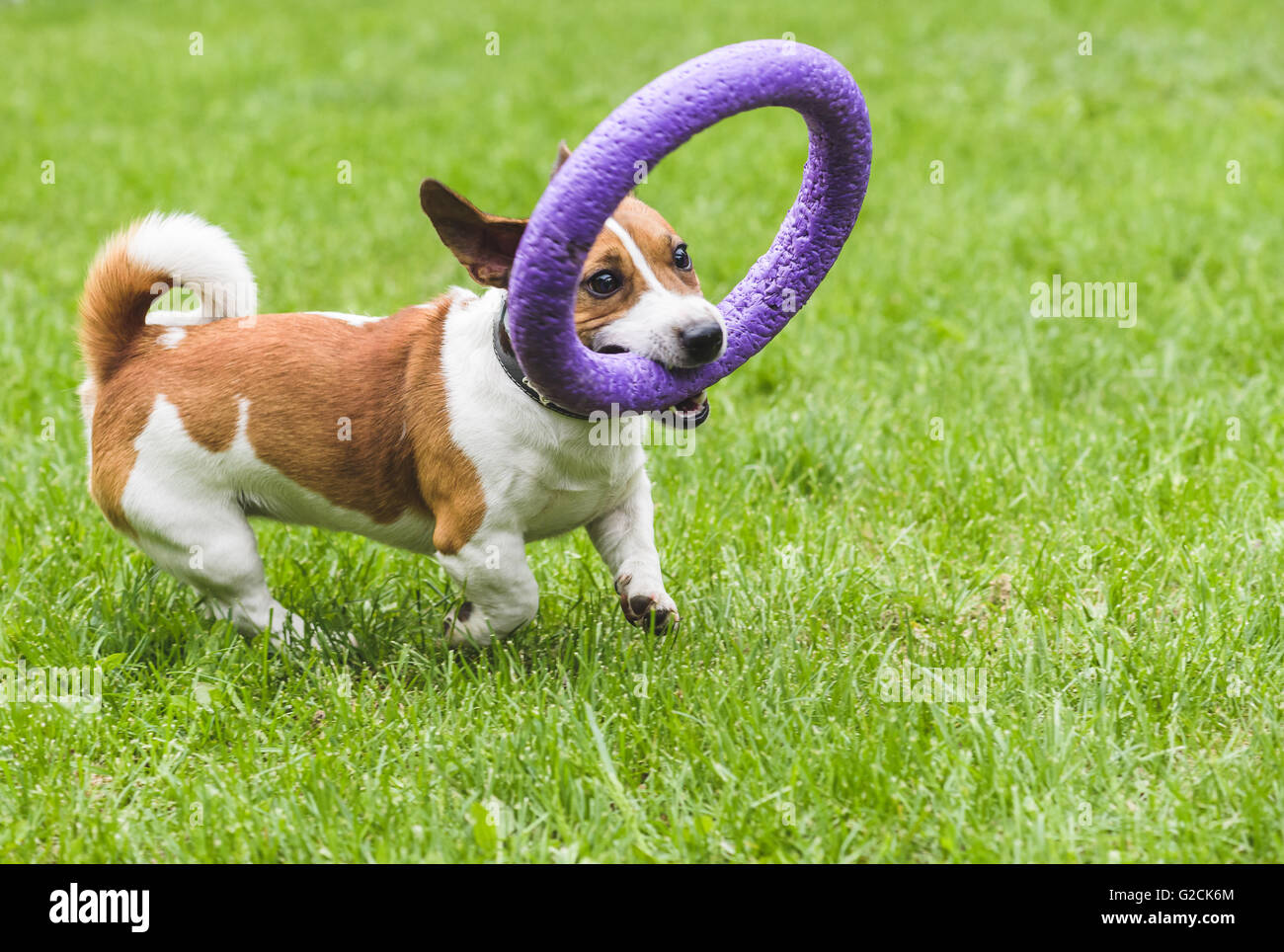 Funny brown dog running and playing with puller toy Stock Photo - Alamy