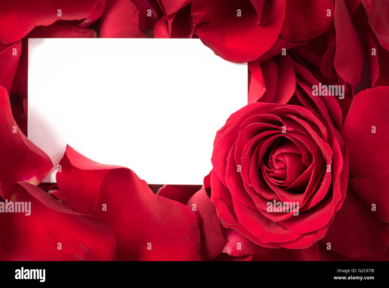 White and red petals hi-res stock photography and images - Alamy