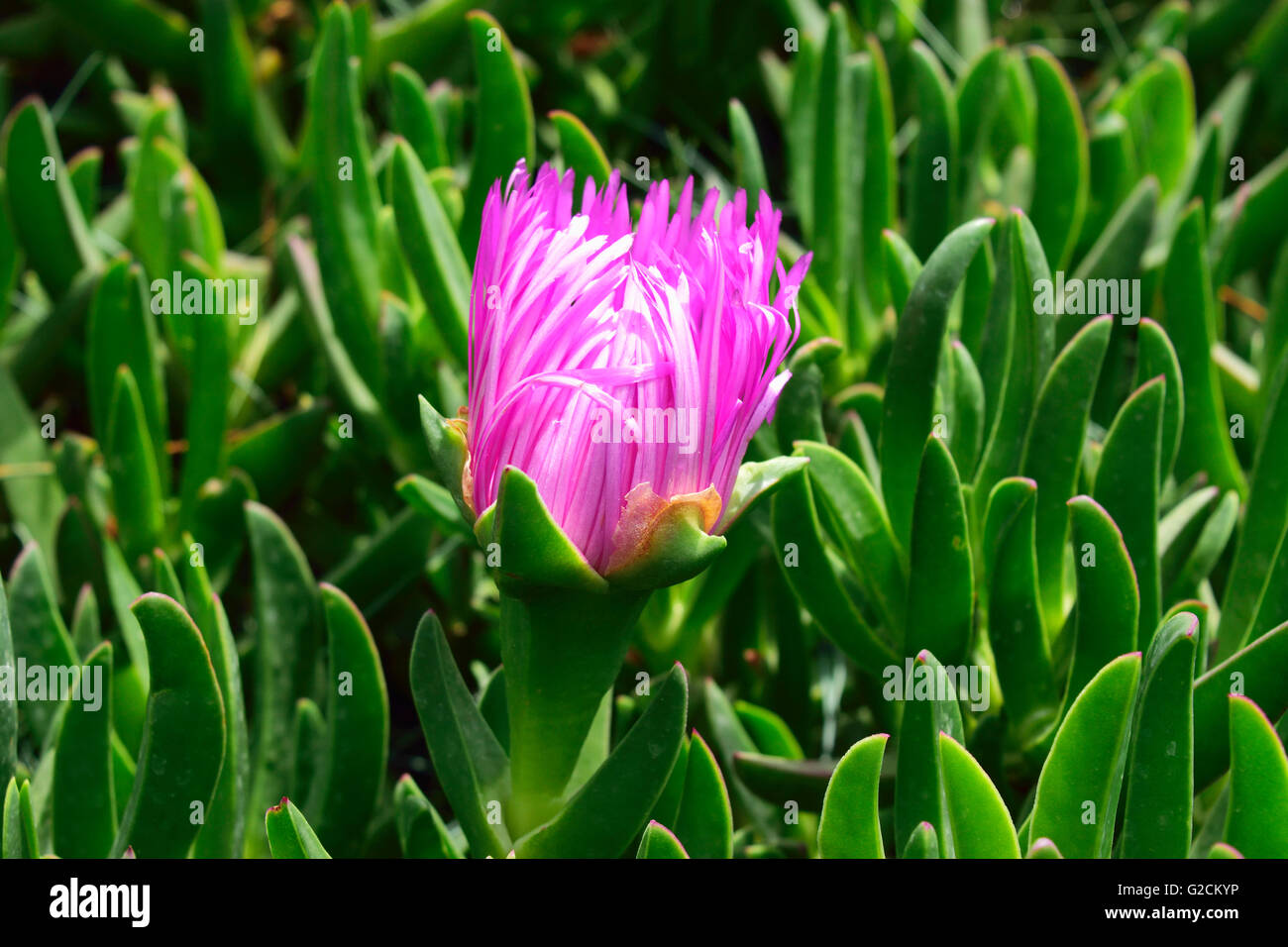 Miracle flower hi-res stock photography and images - Alamy