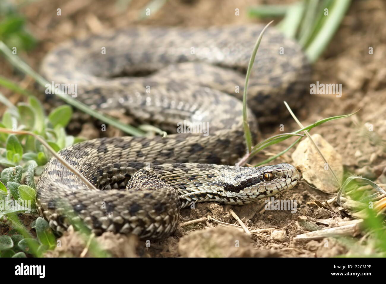 female meadow viper in natural habitat ( Vipera ursinii rakosiensis ...