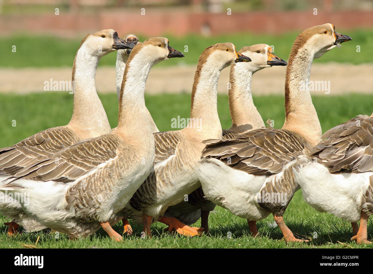 flock of domestic geese walking together on lawn Stock Photo - Alamy