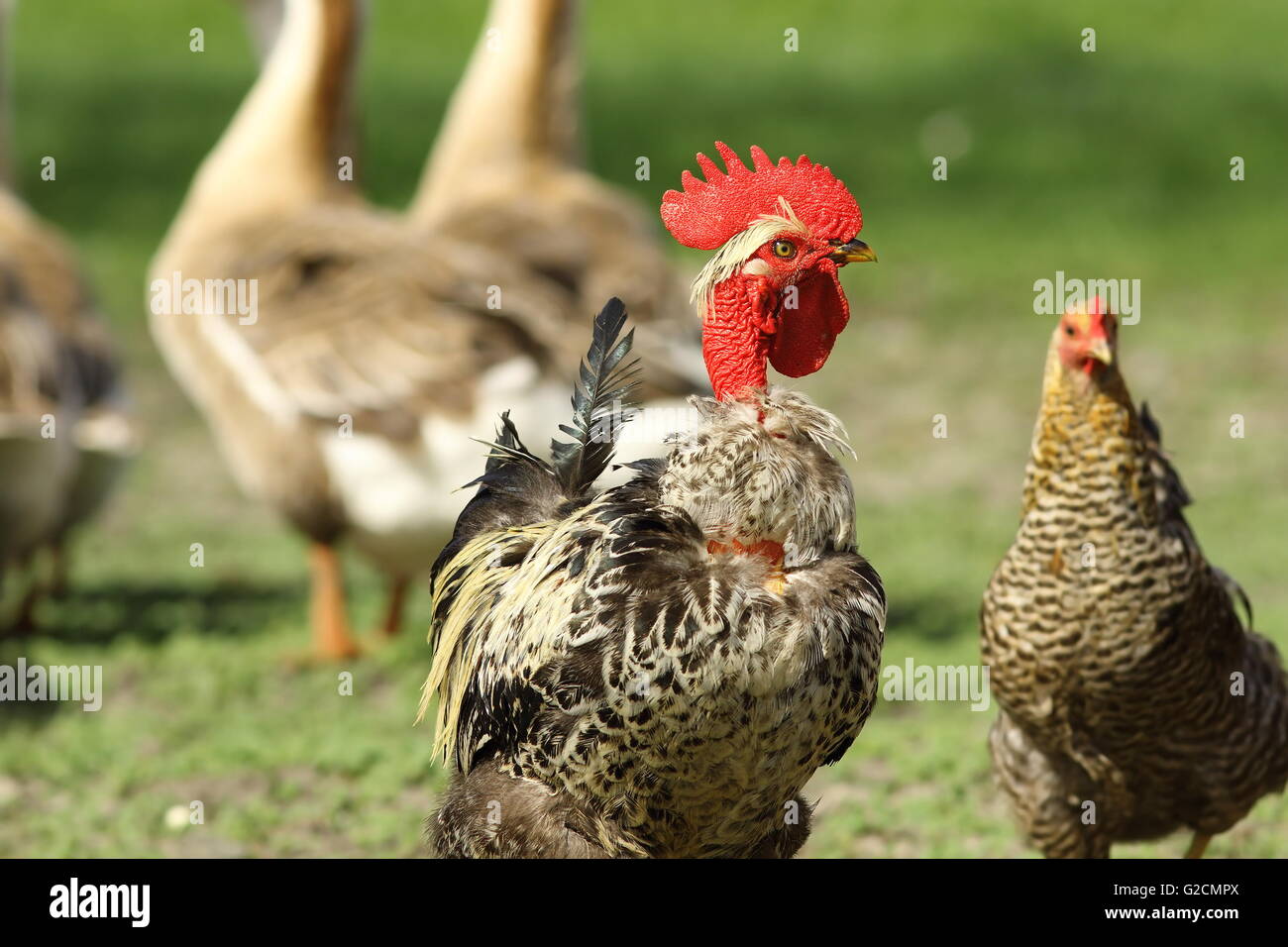 funny colorful rooster portrait, image taken in bio farmyard Stock ...