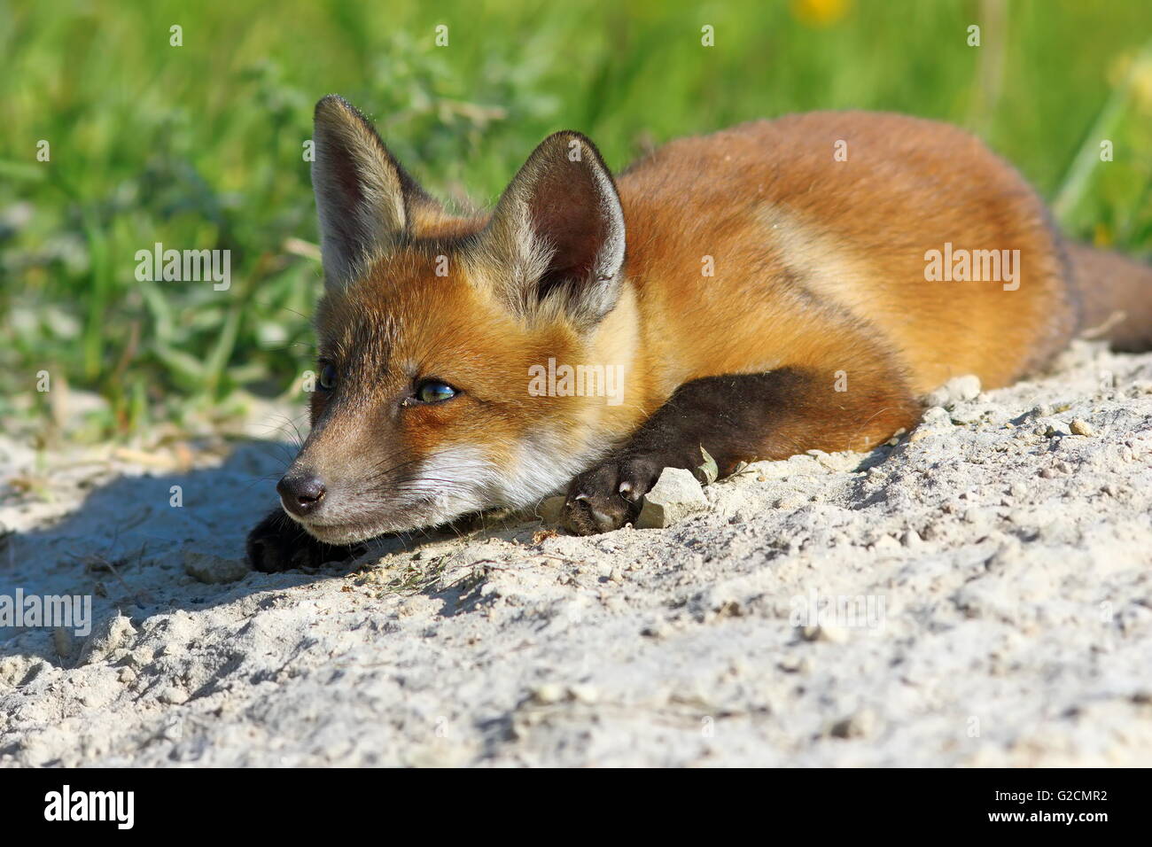 Relaxing near den hi-res stock photography and images - Alamy