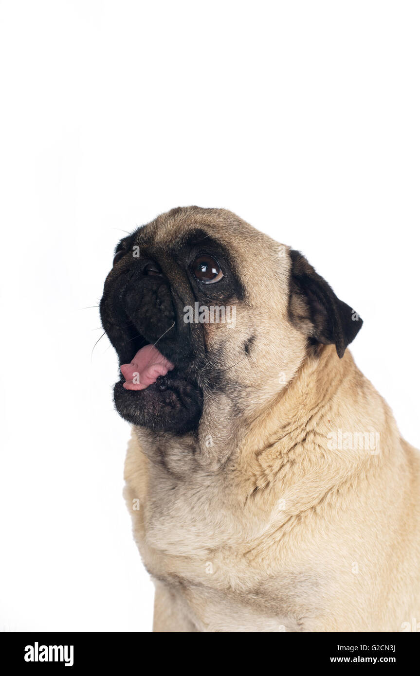 Pug sandy color portrait isolated on white background Stock Photo - Alamy
