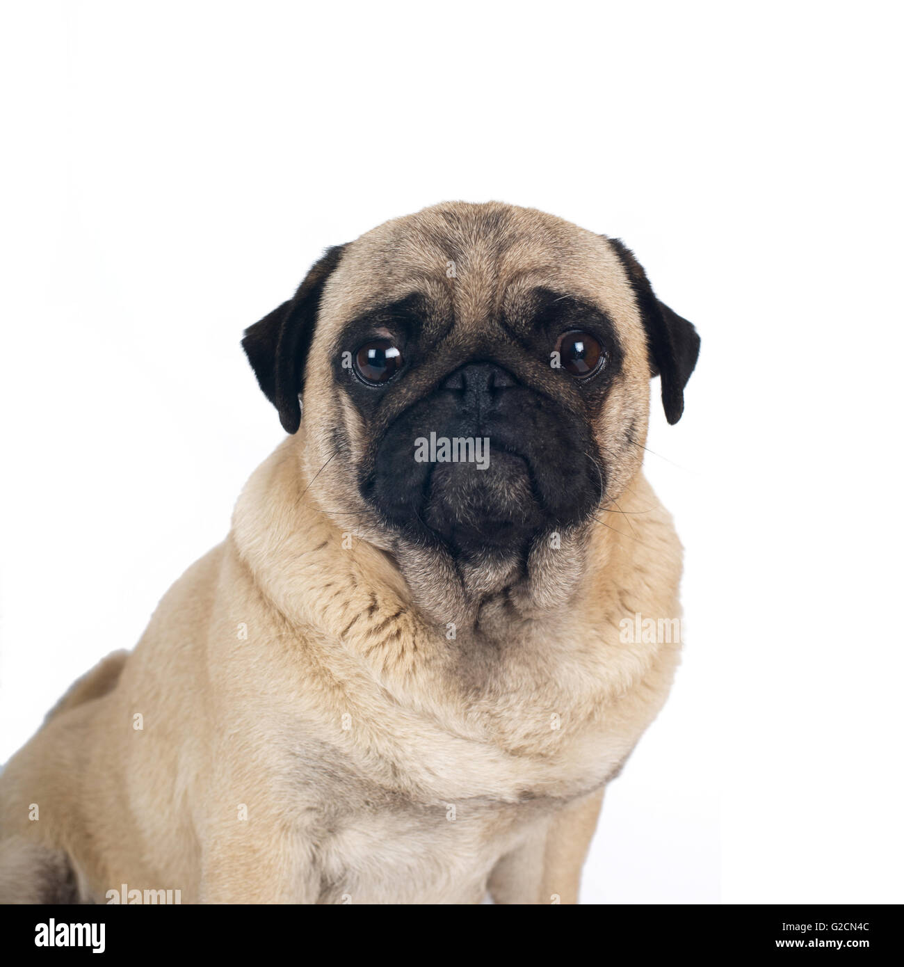 Pug sandy color thinking portrait isolated on white background Stock ...