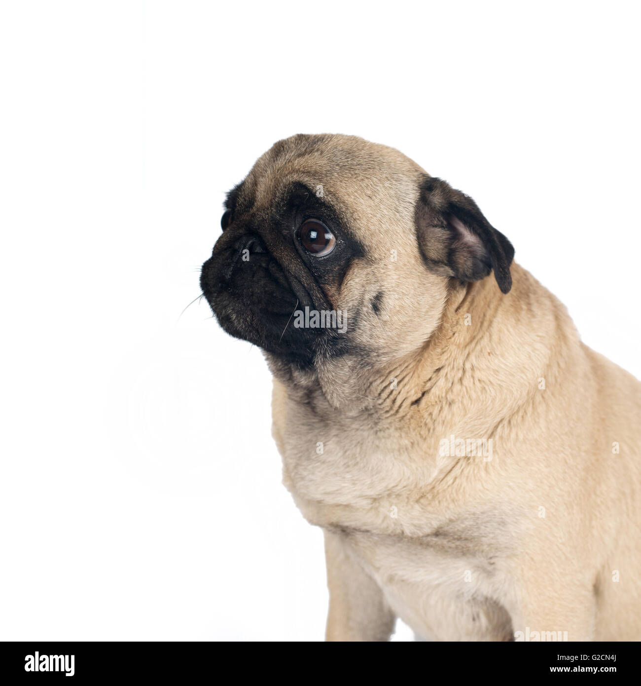 Pug sandy color portrait isolated on white background Stock Photo - Alamy