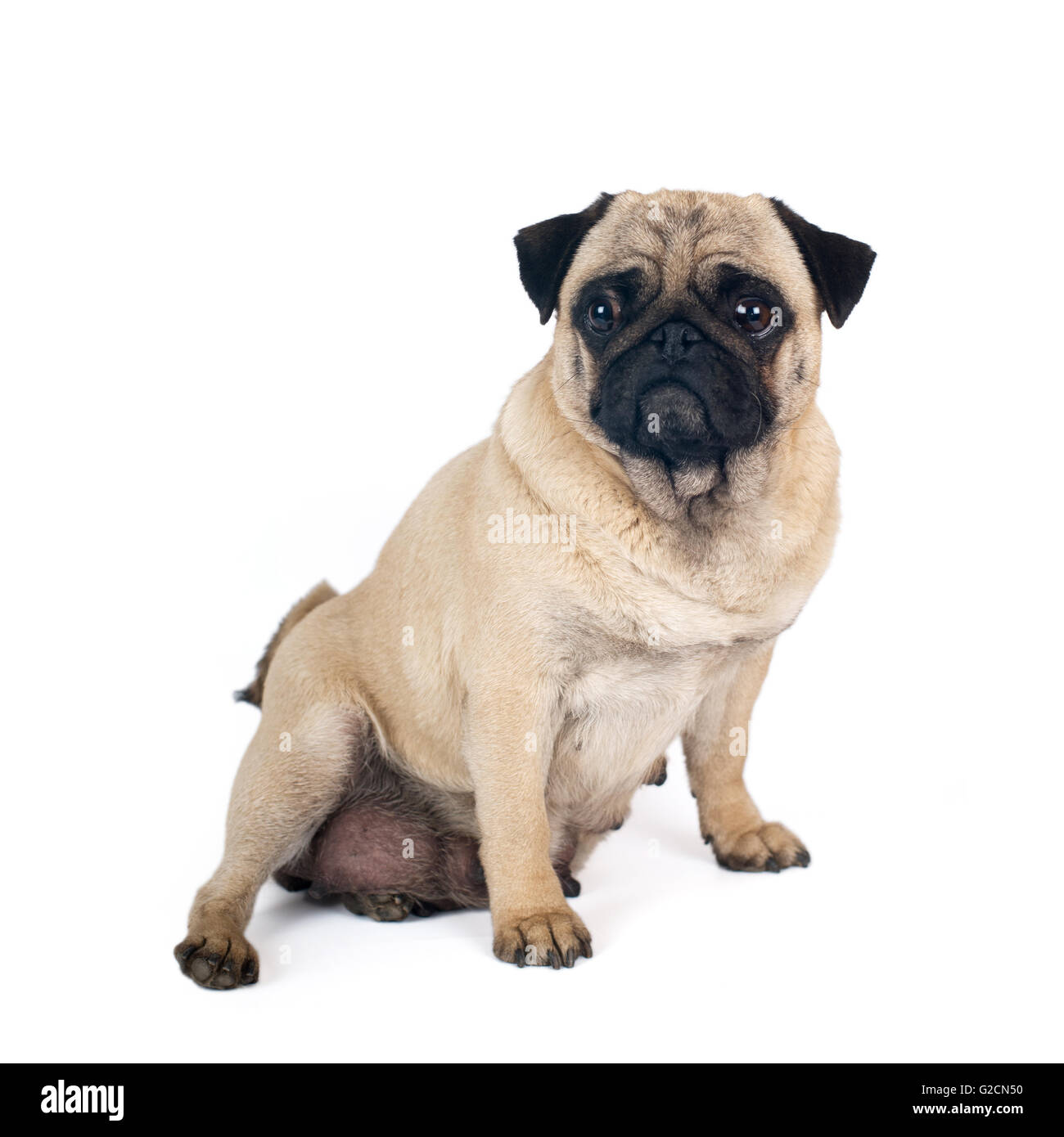 Pug sandy color portrait isolated on white background Stock Photo - Alamy