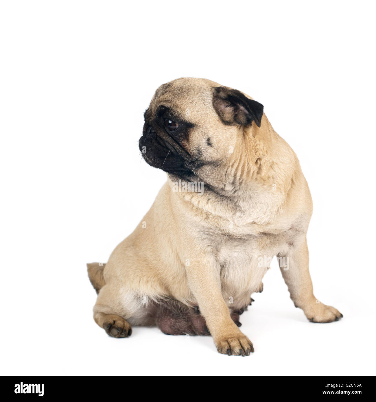 Pug sandy color portrait isolated on white background Stock Photo - Alamy