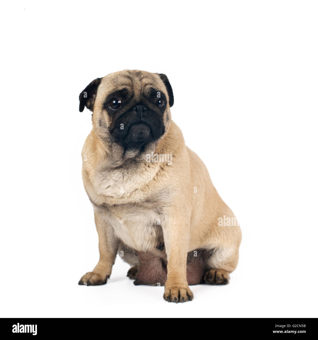Pug sandy color portrait isolated on white background Stock Photo - Alamy