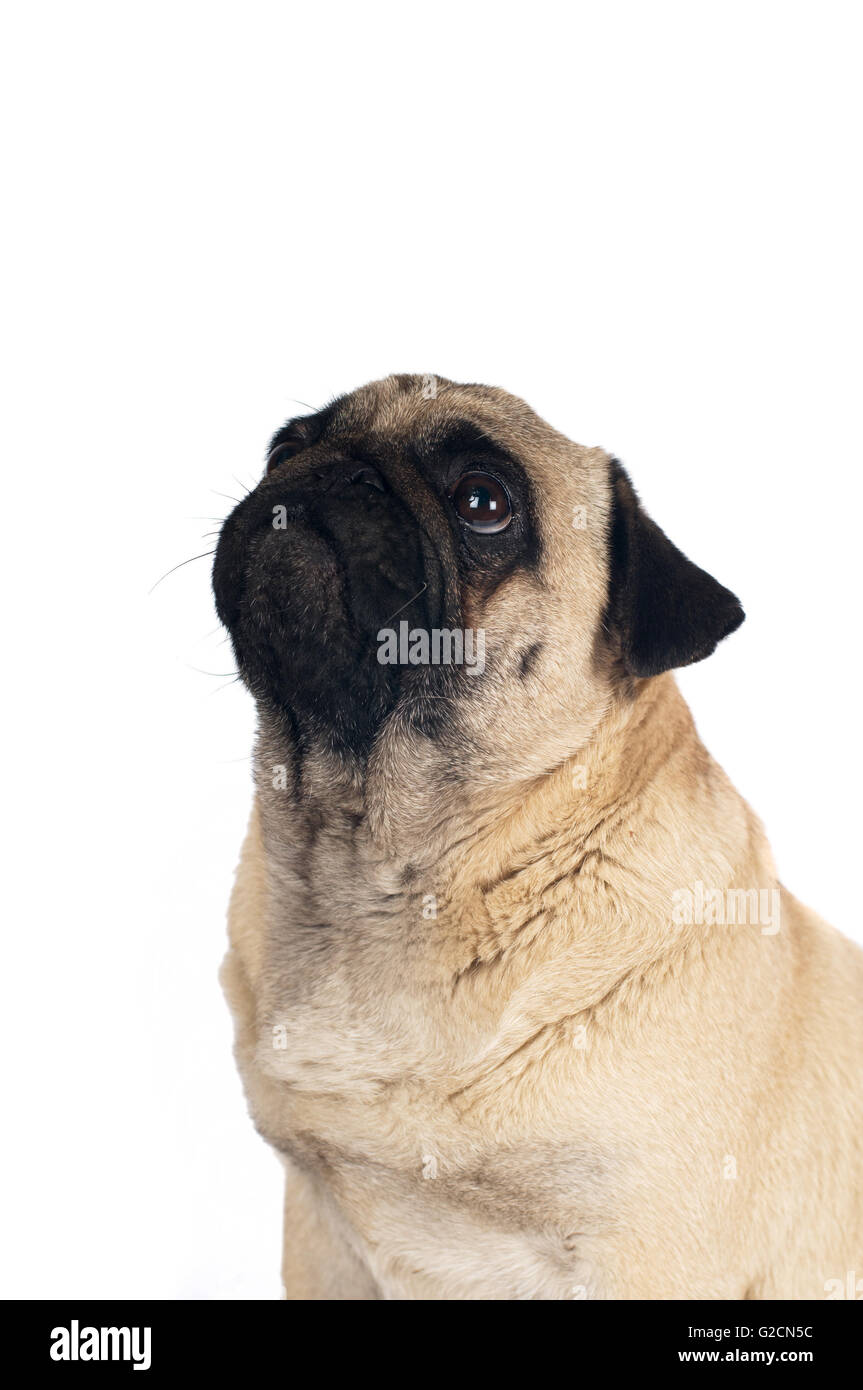 Pug sandy color portrait isolated on white background Stock Photo - Alamy