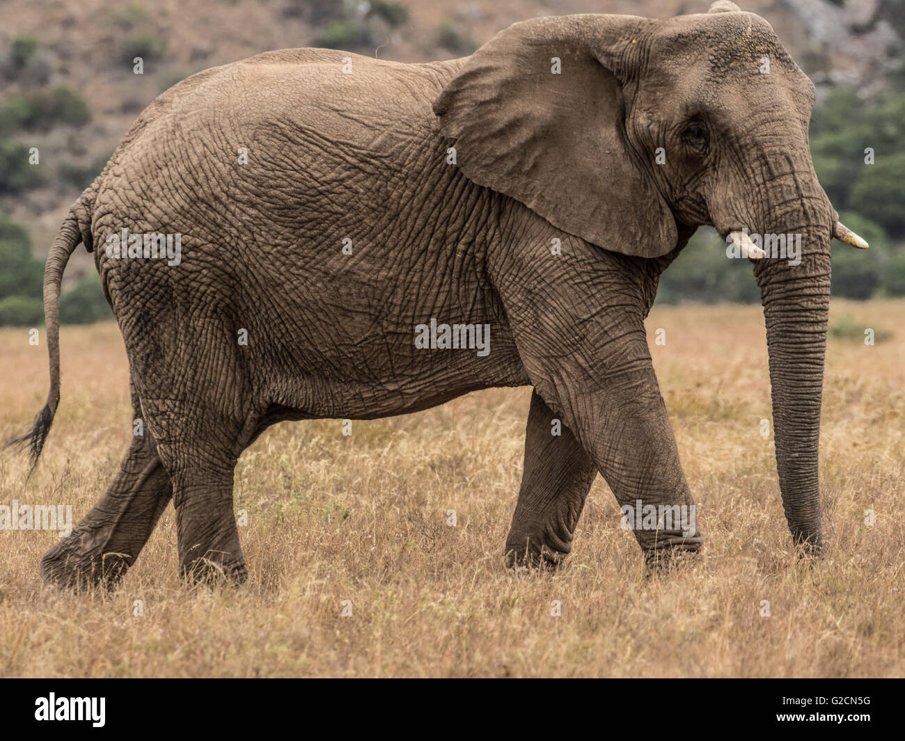 Young Female African Elephant Stock Photo - Alamy
