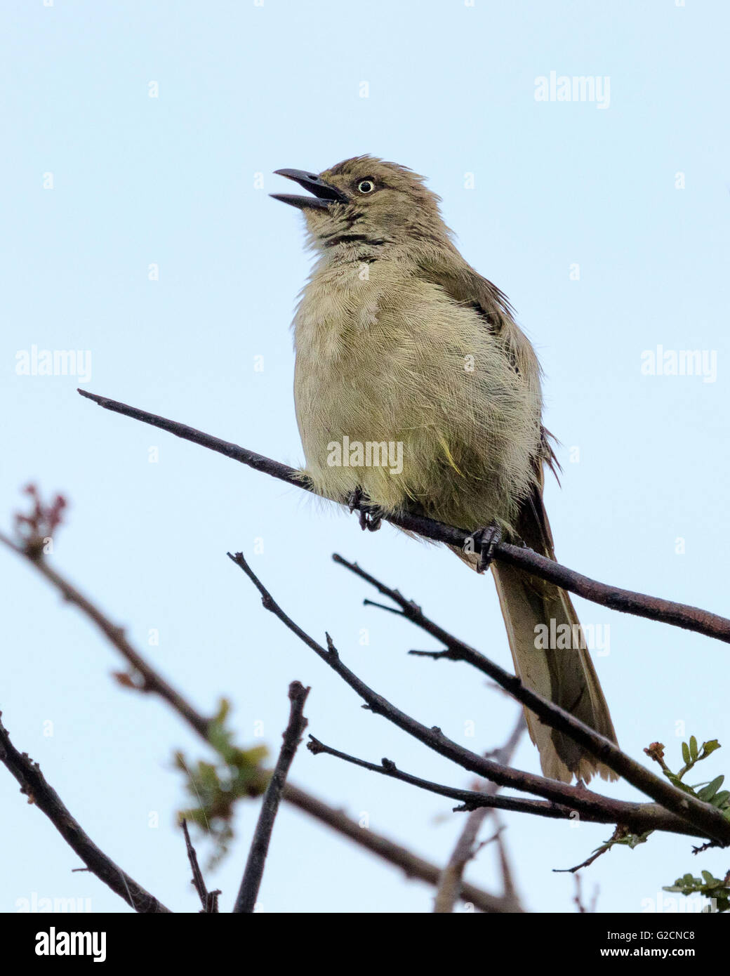 The Fiscal Flycatcher (Melaenornis silens) Singing Stock Photo - Alamy