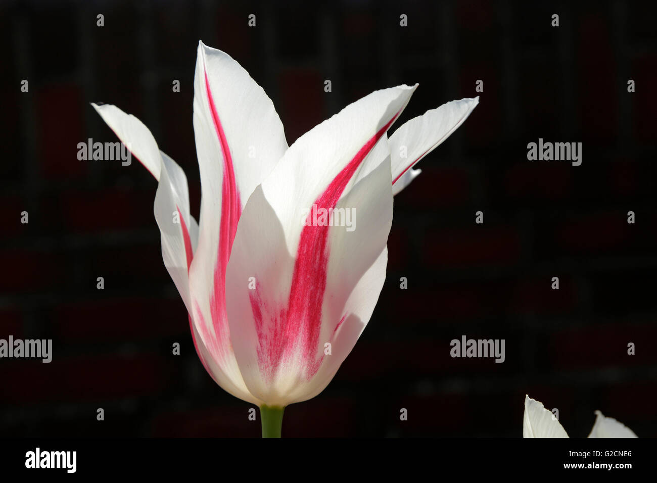 Tulip white pink hi-res stock photography and images - Alamy