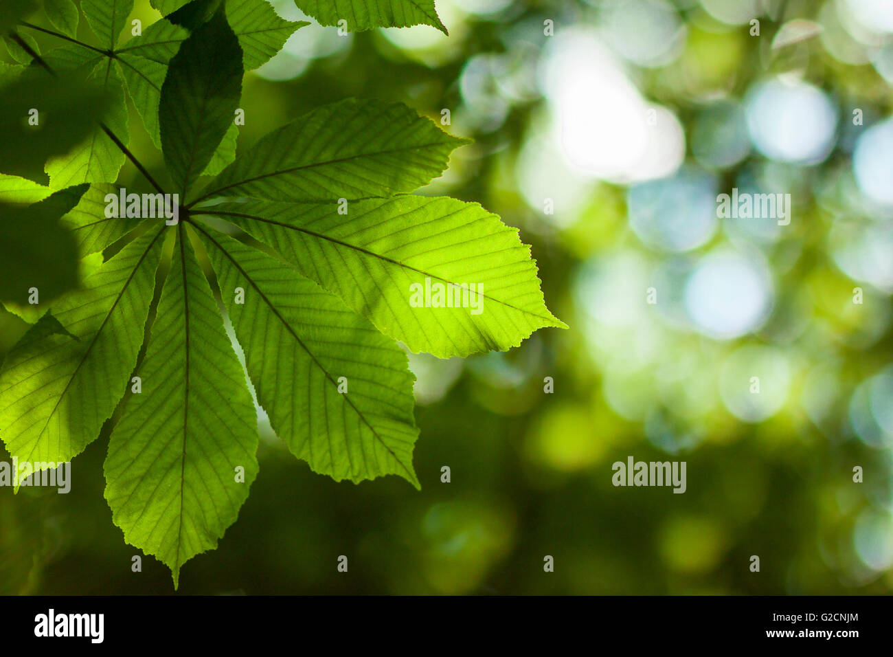 Fresh green chestnut hi-res stock photography and images - Alamy
