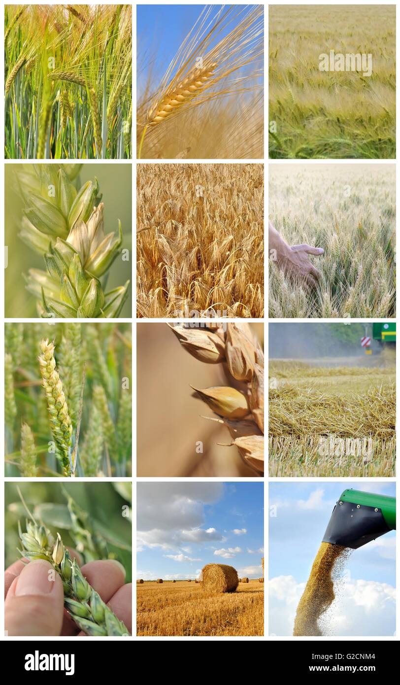 collage of cereal growing and harvest Stock Photo - Alamy