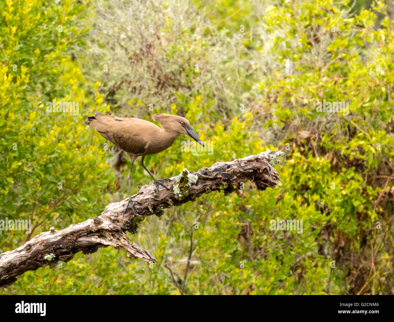 Hammerhead bird hi-res stock photography and images - Alamy
