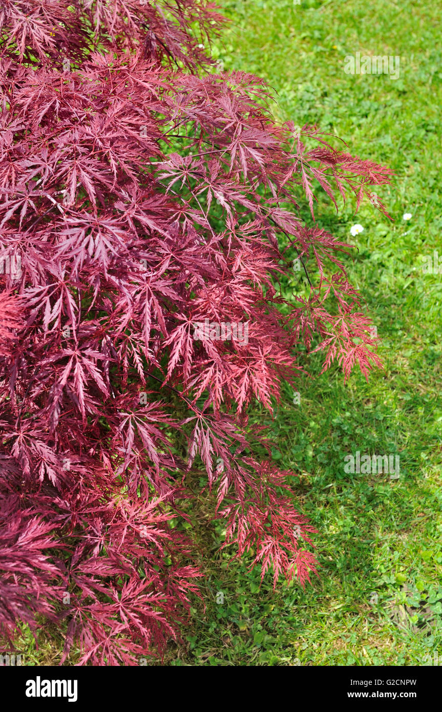 foliage of purple maple on greenery background Stock Photo - Alamy