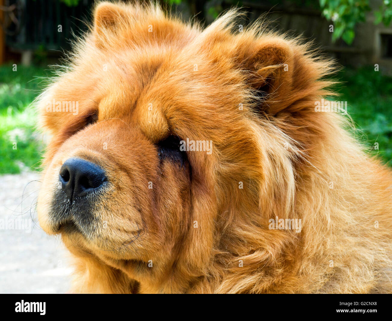 Chow fun hi-res stock photography and images - Alamy