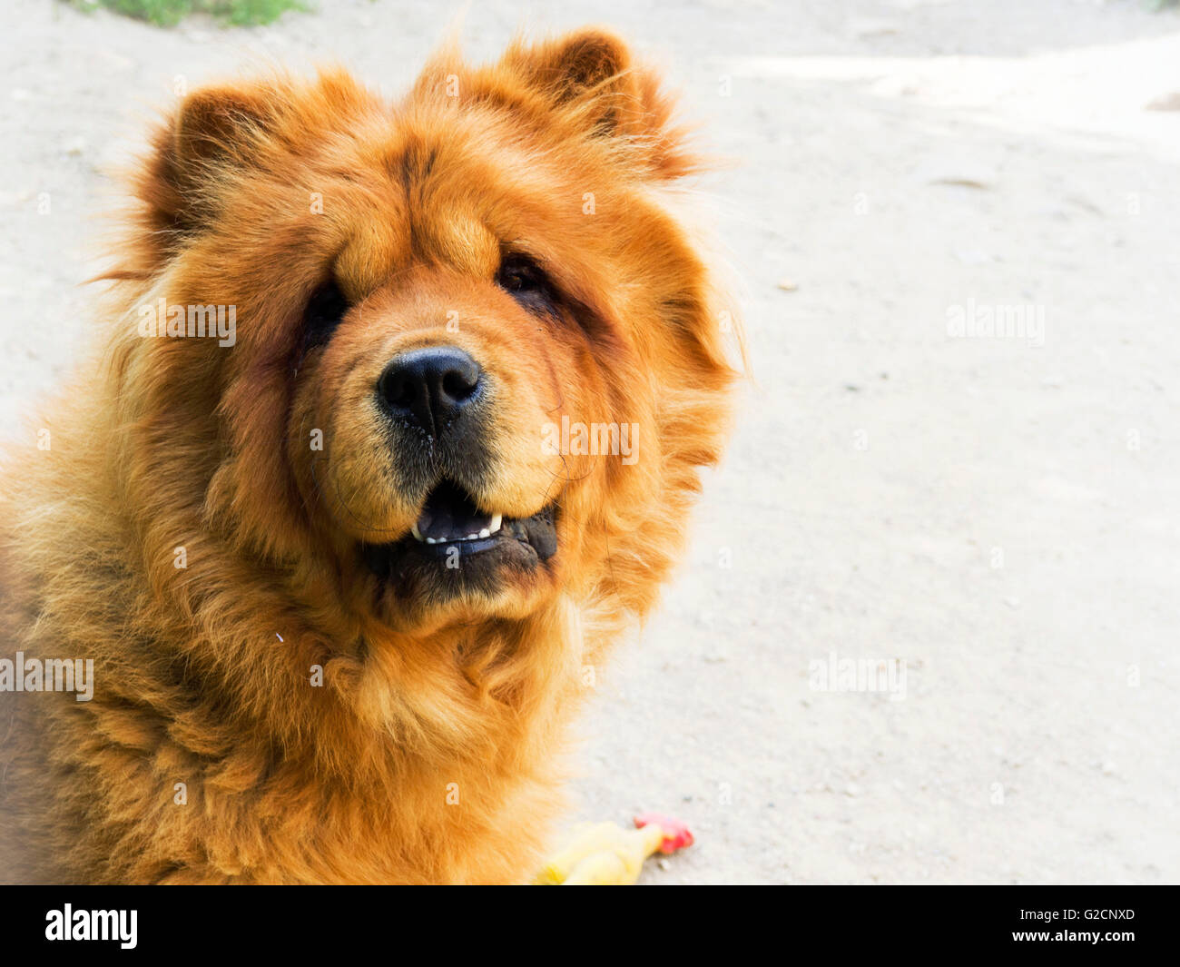 Chow fun hi-res stock photography and images - Alamy