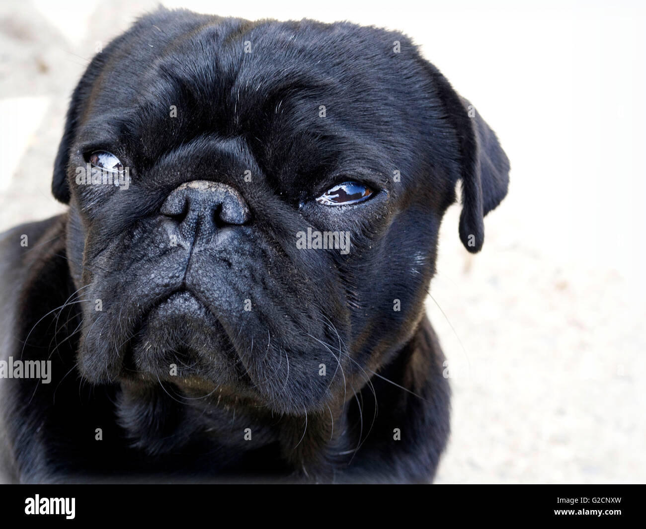Fancy dog hi-res stock photography and images - Alamy