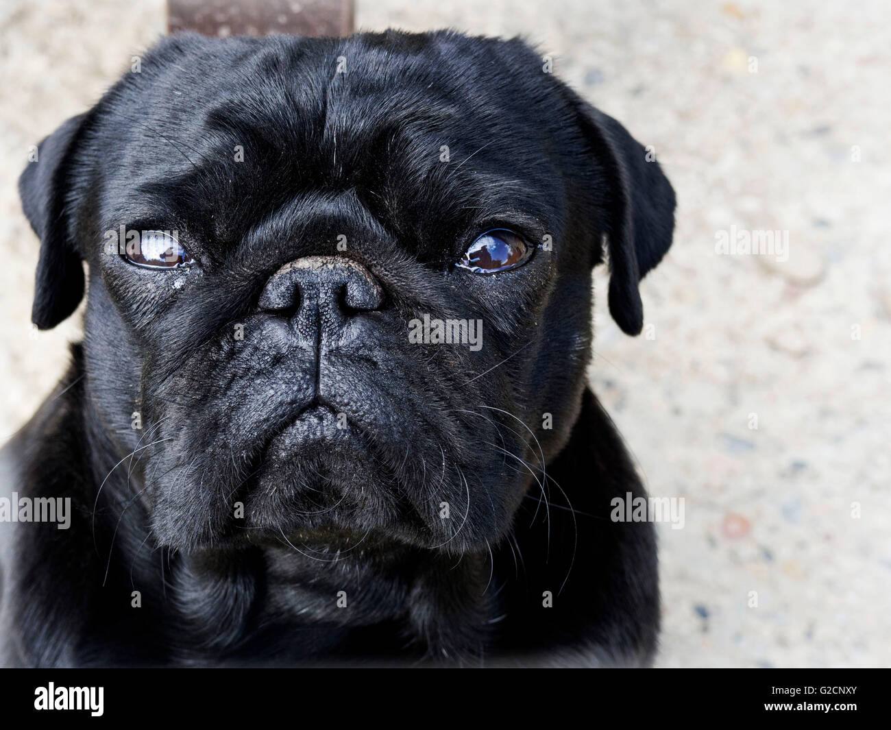 Face fawn and black hi-res stock photography and images - Alamy