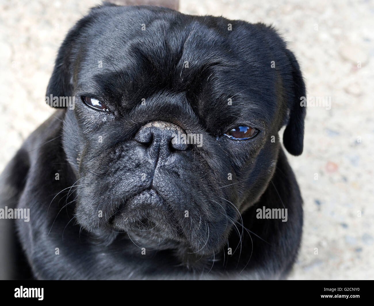 Pug nose hi-res stock photography and images - Alamy