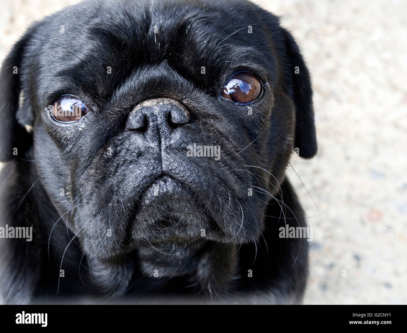 pug puppy eyes Stock Photo - Alamy