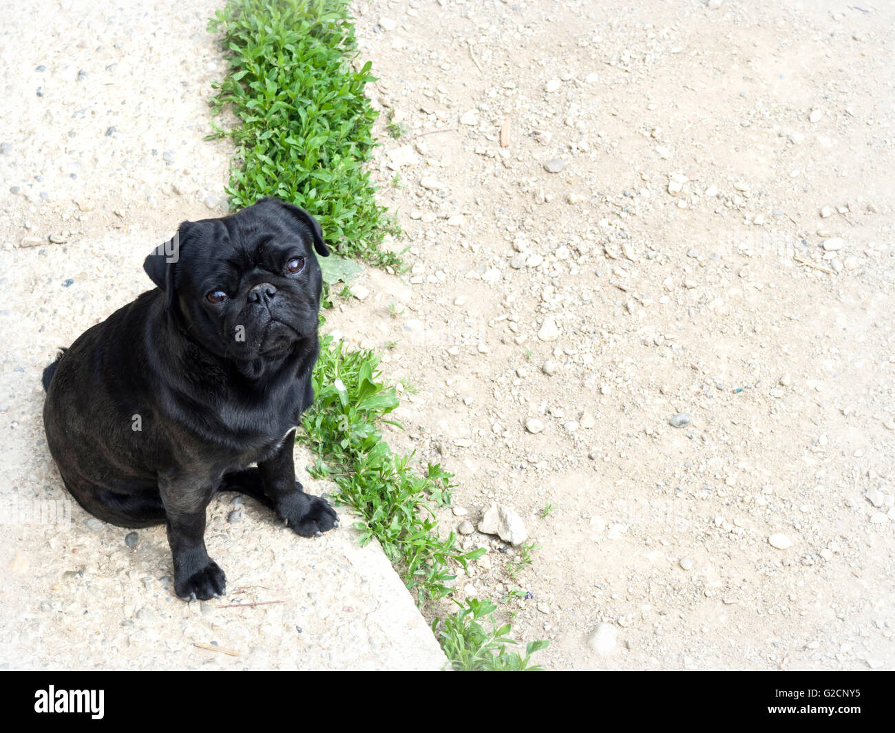 Serious pug hi-res stock photography and images - Alamy