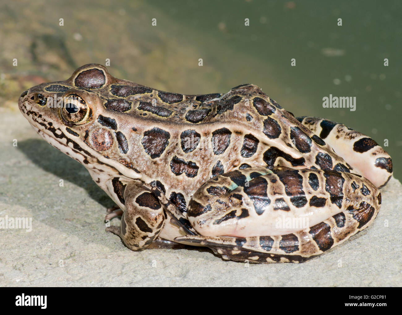 Slimy frog hi-res stock photography and images - Alamy