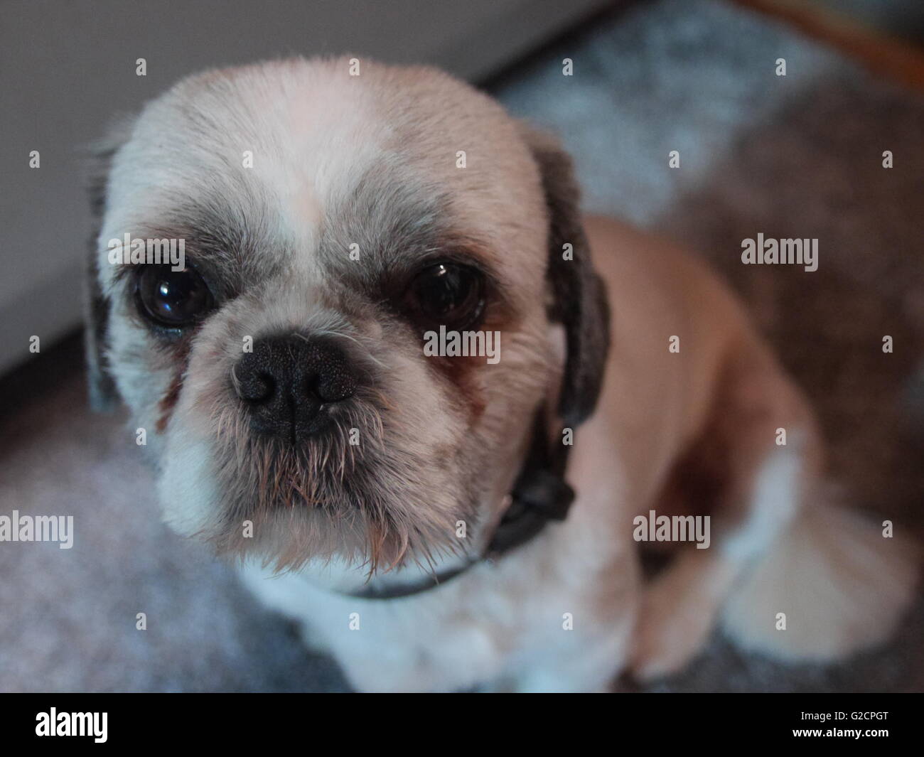 Male Shih Tzu Dog Stock Photo - Alamy