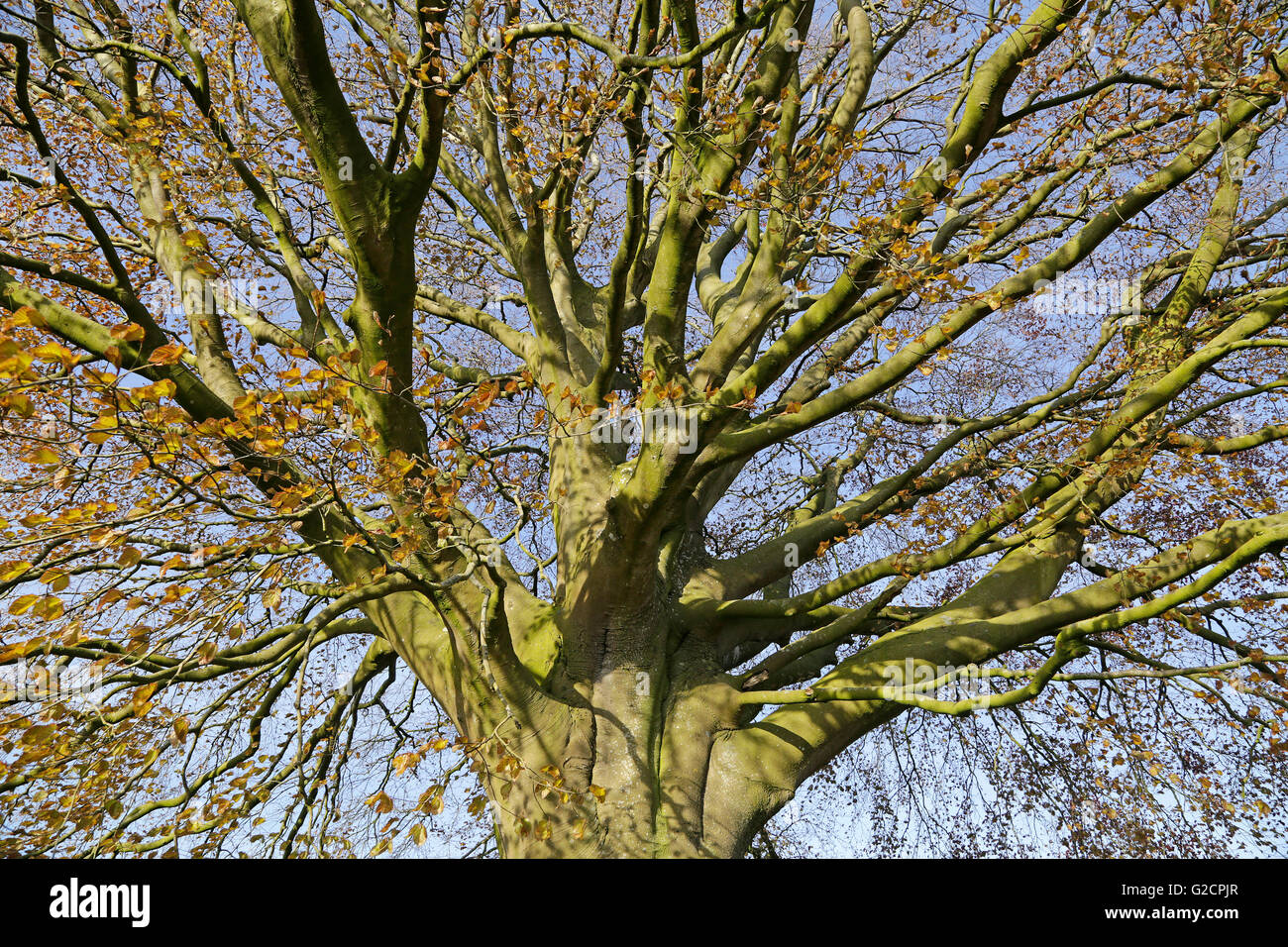 Fagus Sylvatica Buche Beech High Resolution Stock Photography and ...